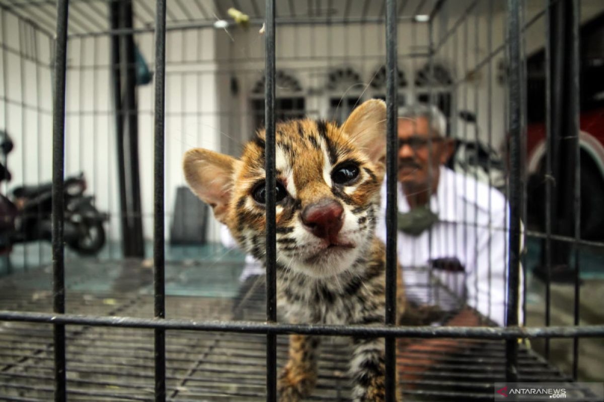 Kucing kuwuk serahan sukarela warga - ANTARA News