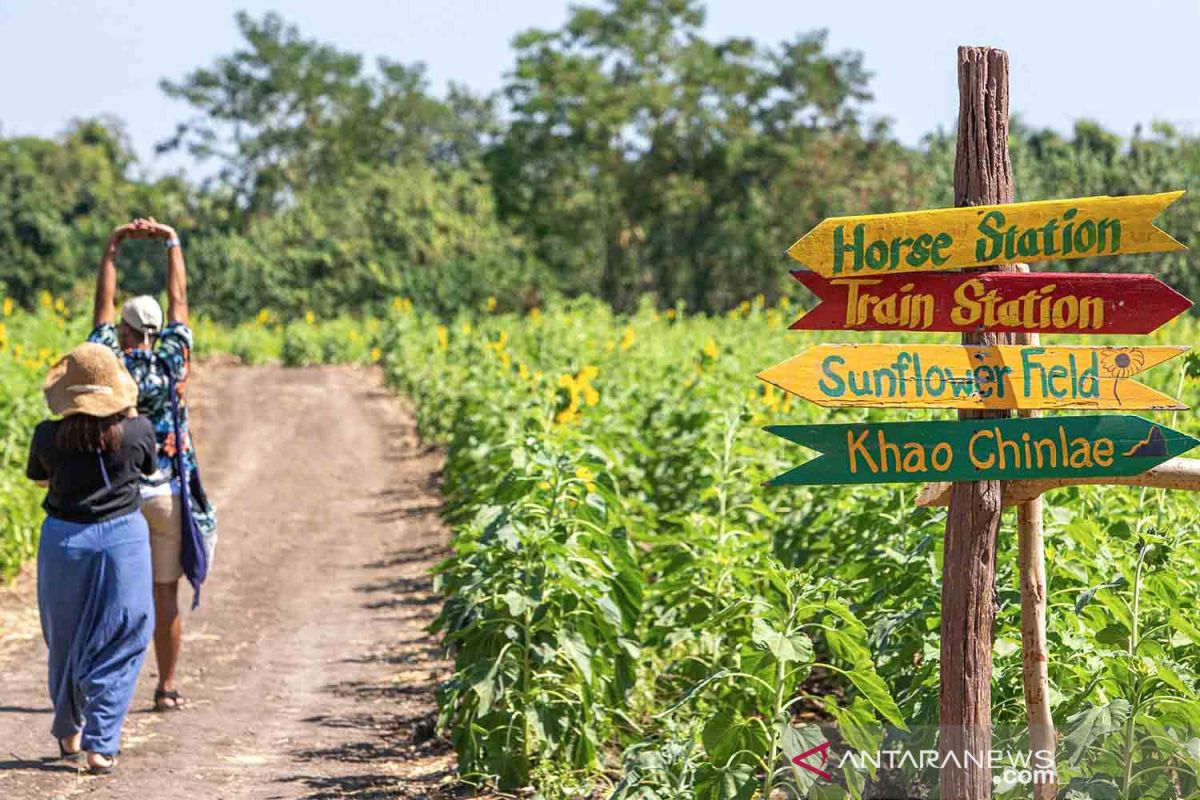 Wisata kebun bunga matahari di Thailand - ANTARA News