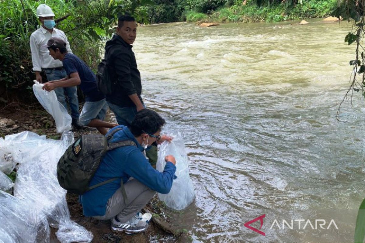 PT KSI tebar 50 ribu bibit ikan gariang di Sungai Jujuhan - ANTARA Sumbar