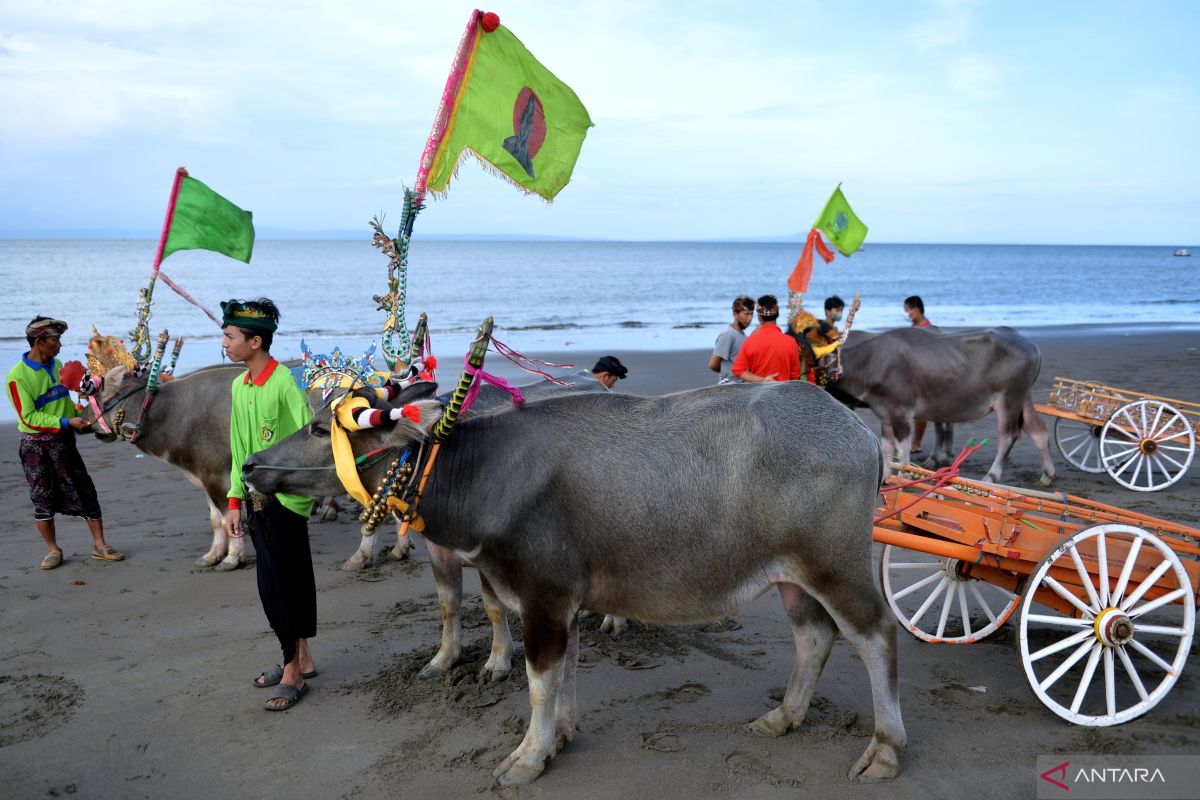 Tradisi Makepung di Bali - ANTARA News