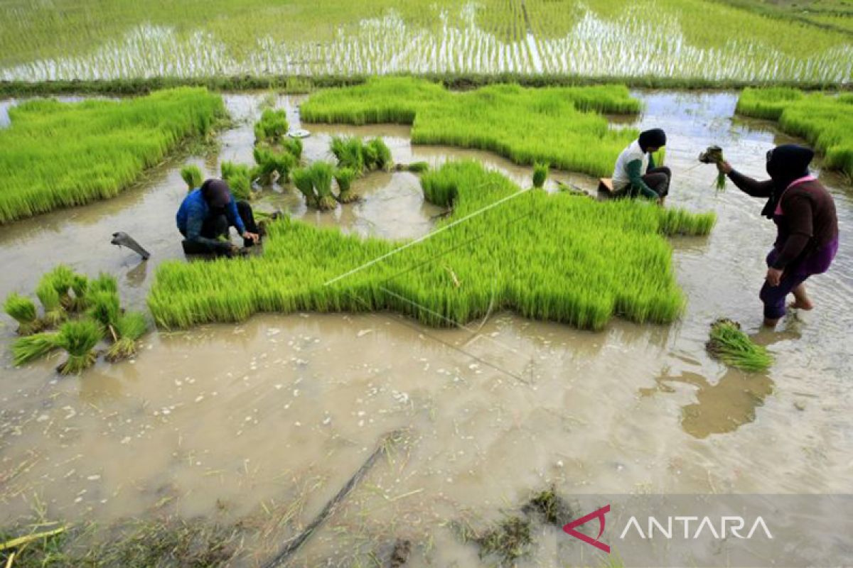 Aceh sertifikasi 2.666 ton benih padi sekaligus pasang barcode - ANTARA ...
