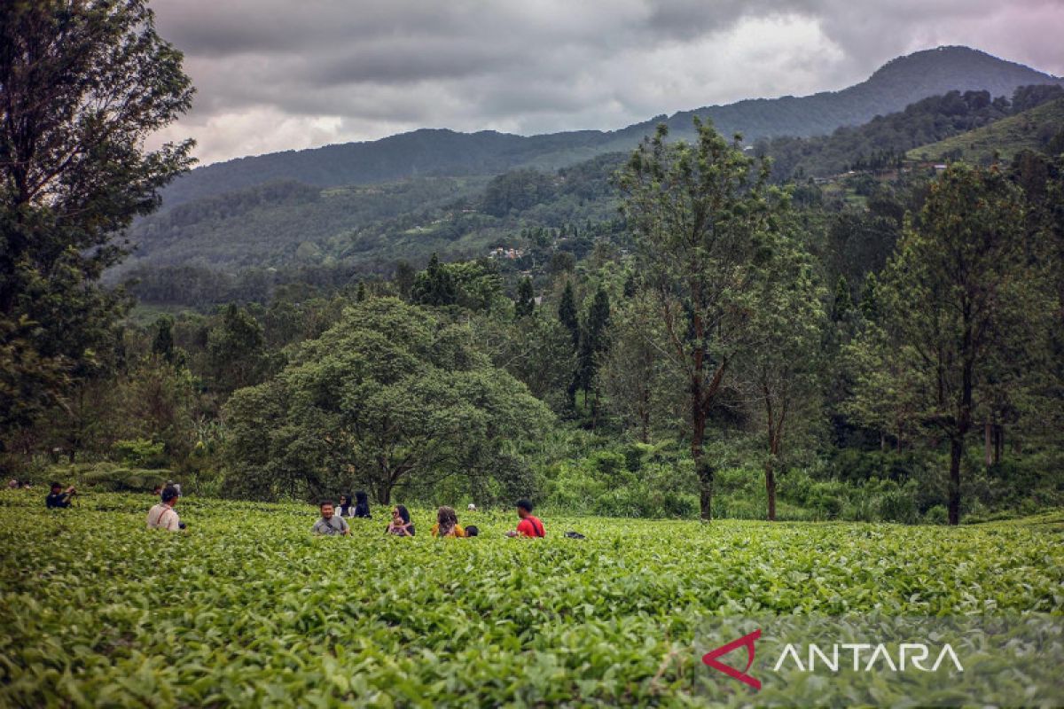 Wisatawan serbu kebun teh di Puncak saat liburan hari raya Nyepi ...