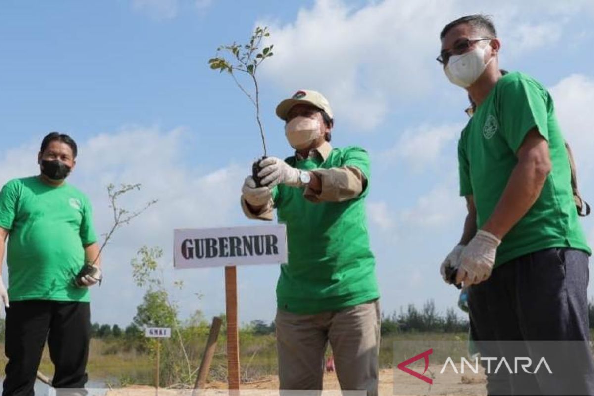 Pemprov Pgiw Bangka Belitung Tanam 1 000 Pohon Di Bekas Tambang