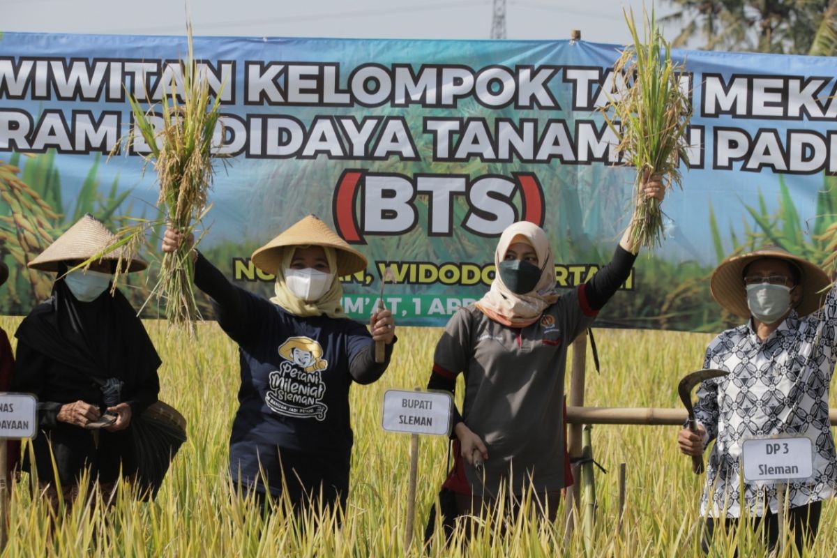 Bupati Sleman panen padi sehat - ANTARA News Yogyakarta - Berita ...