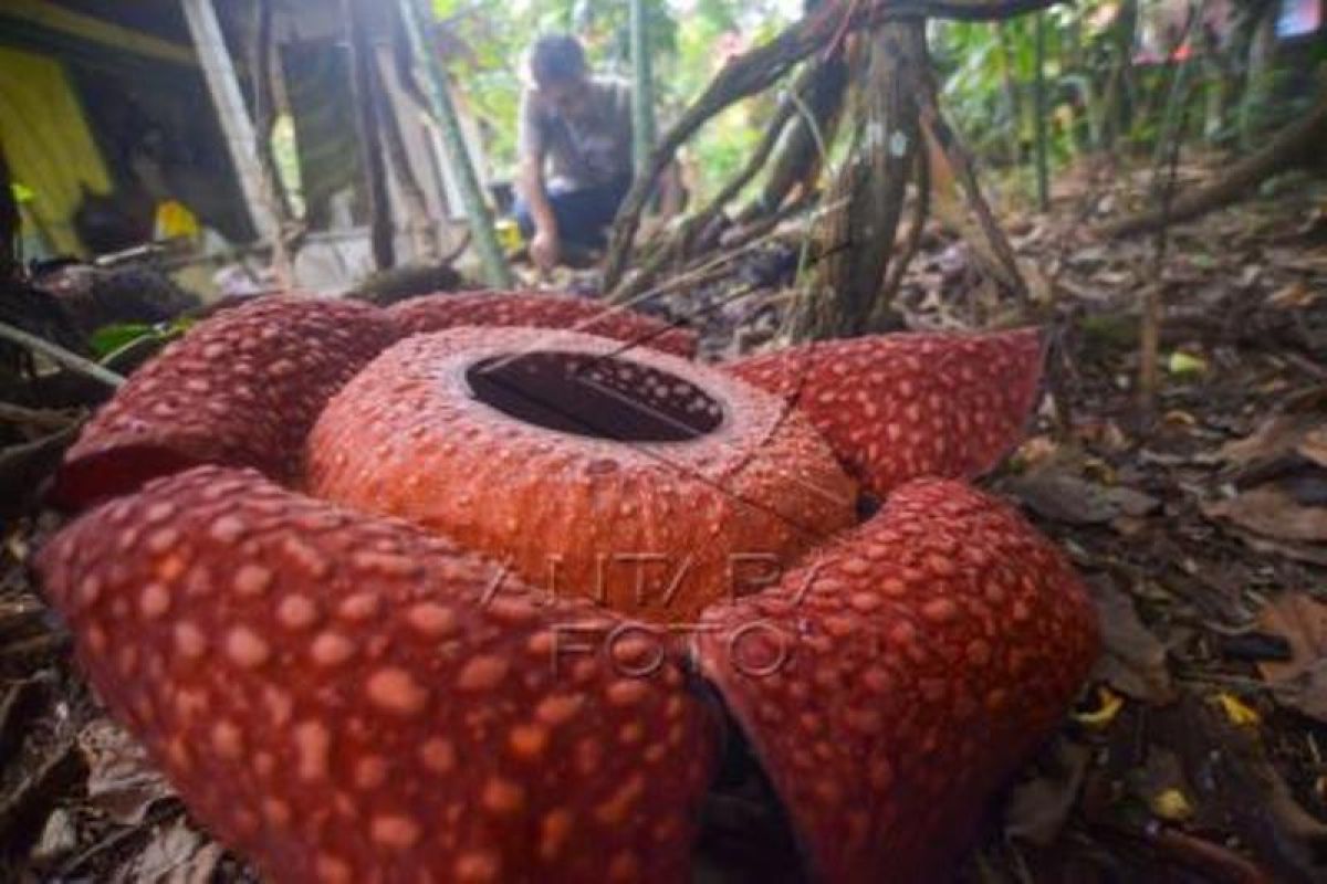 Budidaya Bunga Rafflesia Di Kabupaten Agam - ANTARA Sumbar