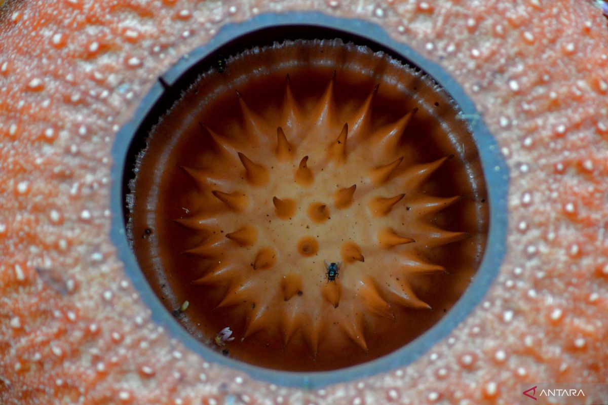 Budi daya bunga Rafflesia arnoldii - ANTARA News