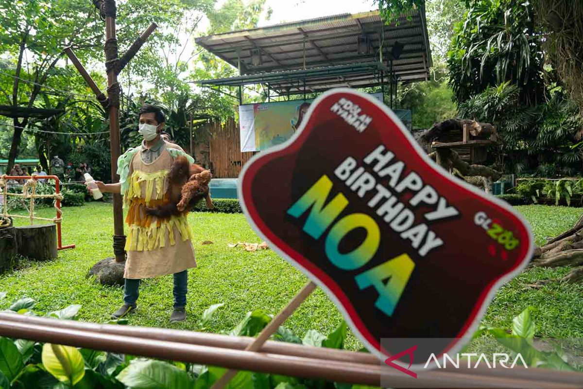 Ulang tahun pertama Noa, si bayi Orang Utan - ANTARA News