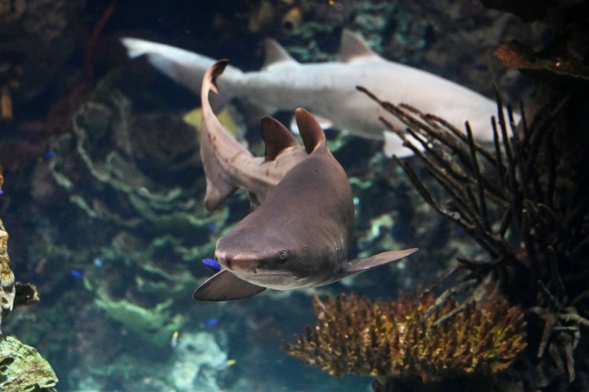 Kuwait sukses biakkan hiu macan pasir yang terancam punah - ANTARA News