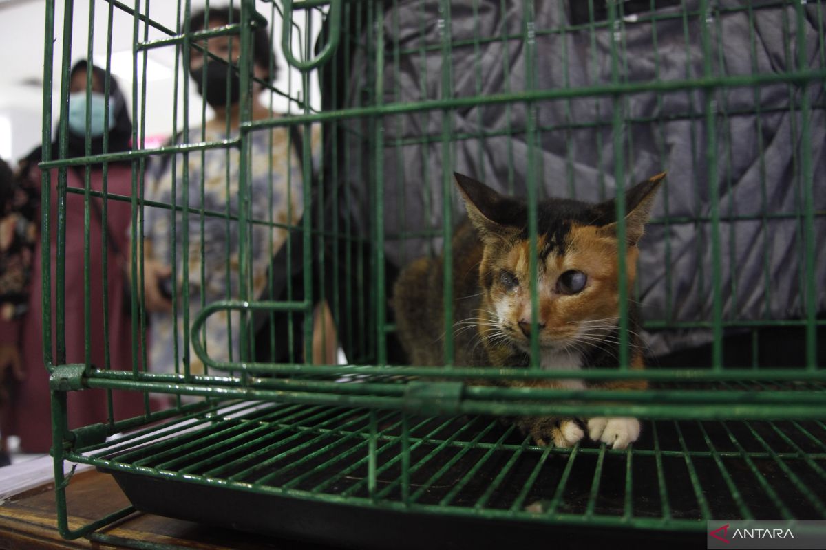 Ada aplikasi untuk adopsi "anabul" di Singapura - ANTARA News