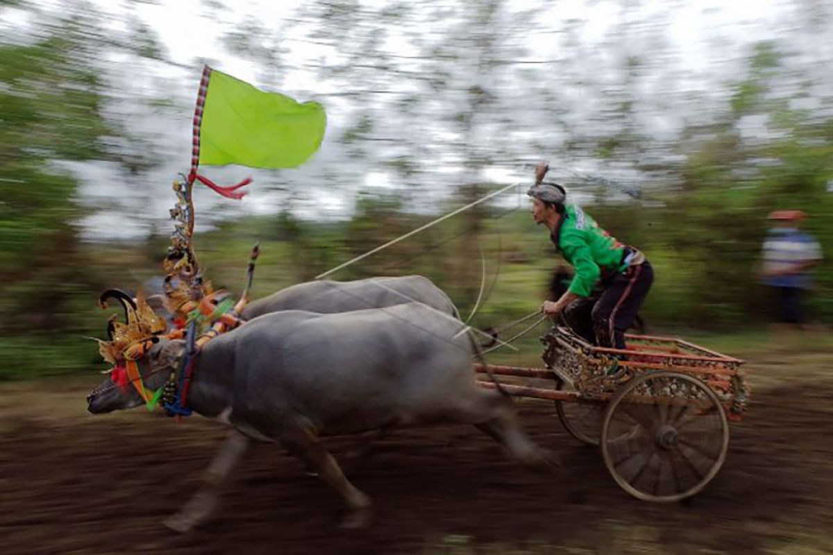 Tradisi Mekepung untuk membangkitkan sektor pariwisata - ANTARA News Bali