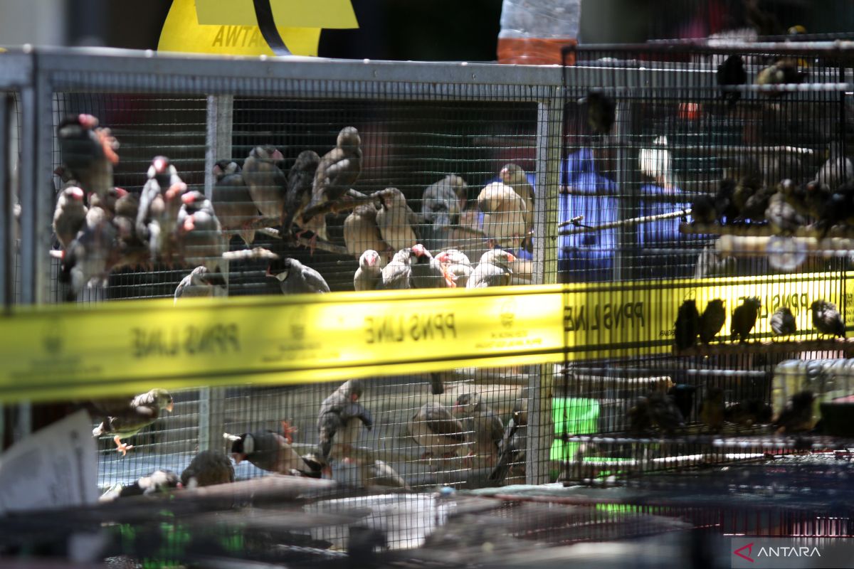 Rilis perdagangan satwa dilindungi - ANTARA News Jawa Timur
