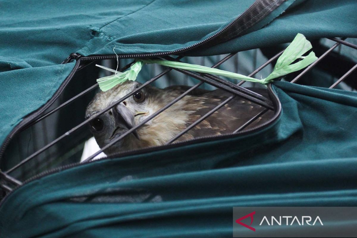 Rilis kasus perniagaan satwa dilindungi - ANTARA News