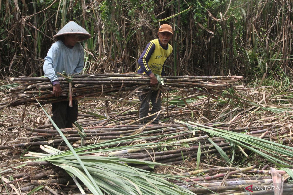 Upah buruh tebang tebu di Malang - ANTARA News Jawa Timur