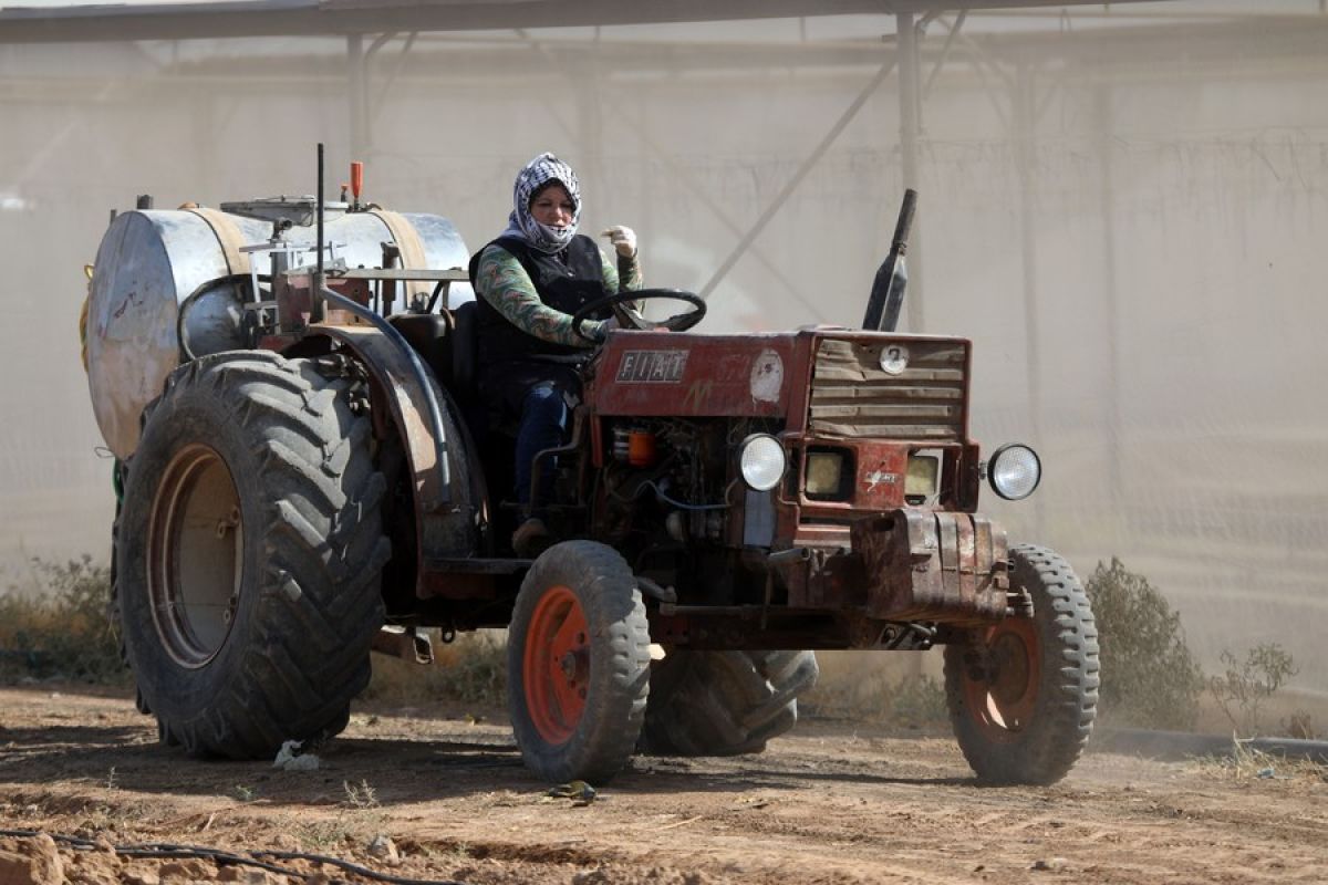 Berkenalan dengan pengemudi traktor wanita pertama di Palestina ...