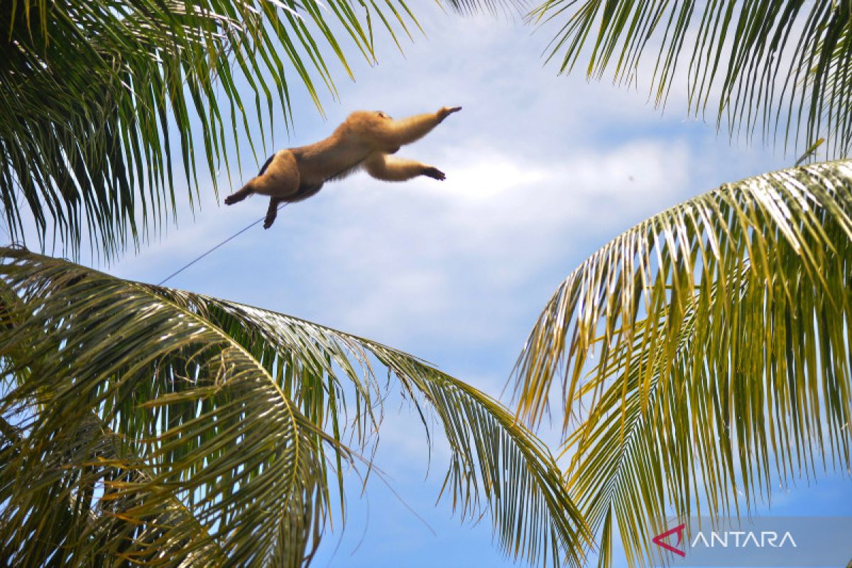 Pusat pelatihan beruk di Padangpariaman - ANTARA News