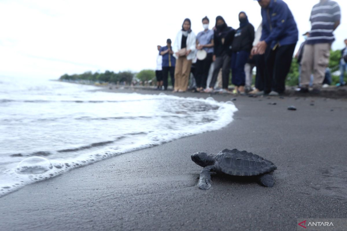 Peningkatan populasi penyu jantan - ANTARA News