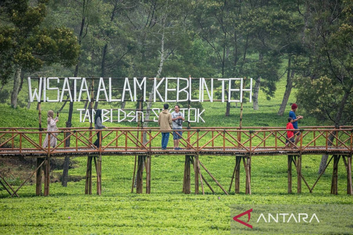 Pesona wisata alam Kebun Teh Tambi Sikatok - ANTARA News