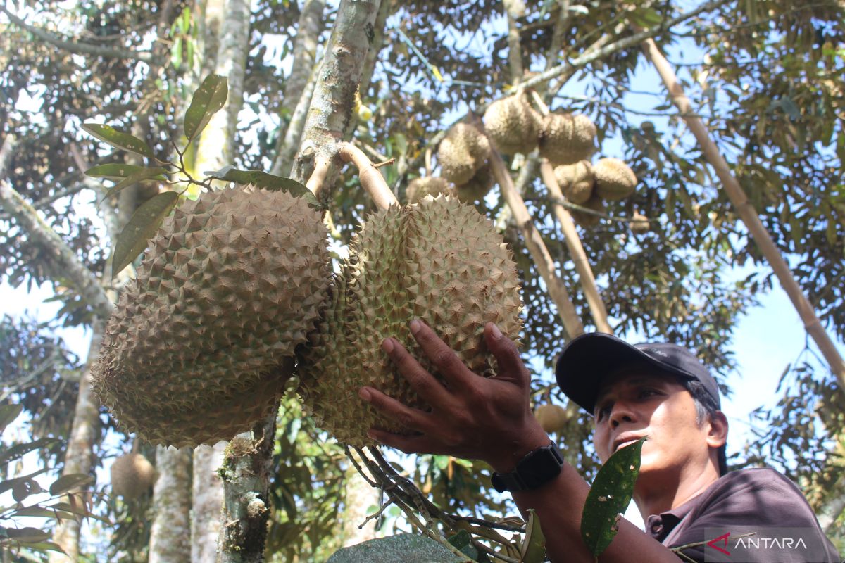 Petani Durian Montong asal Magek Agam berharap perhatian pemerintah ...