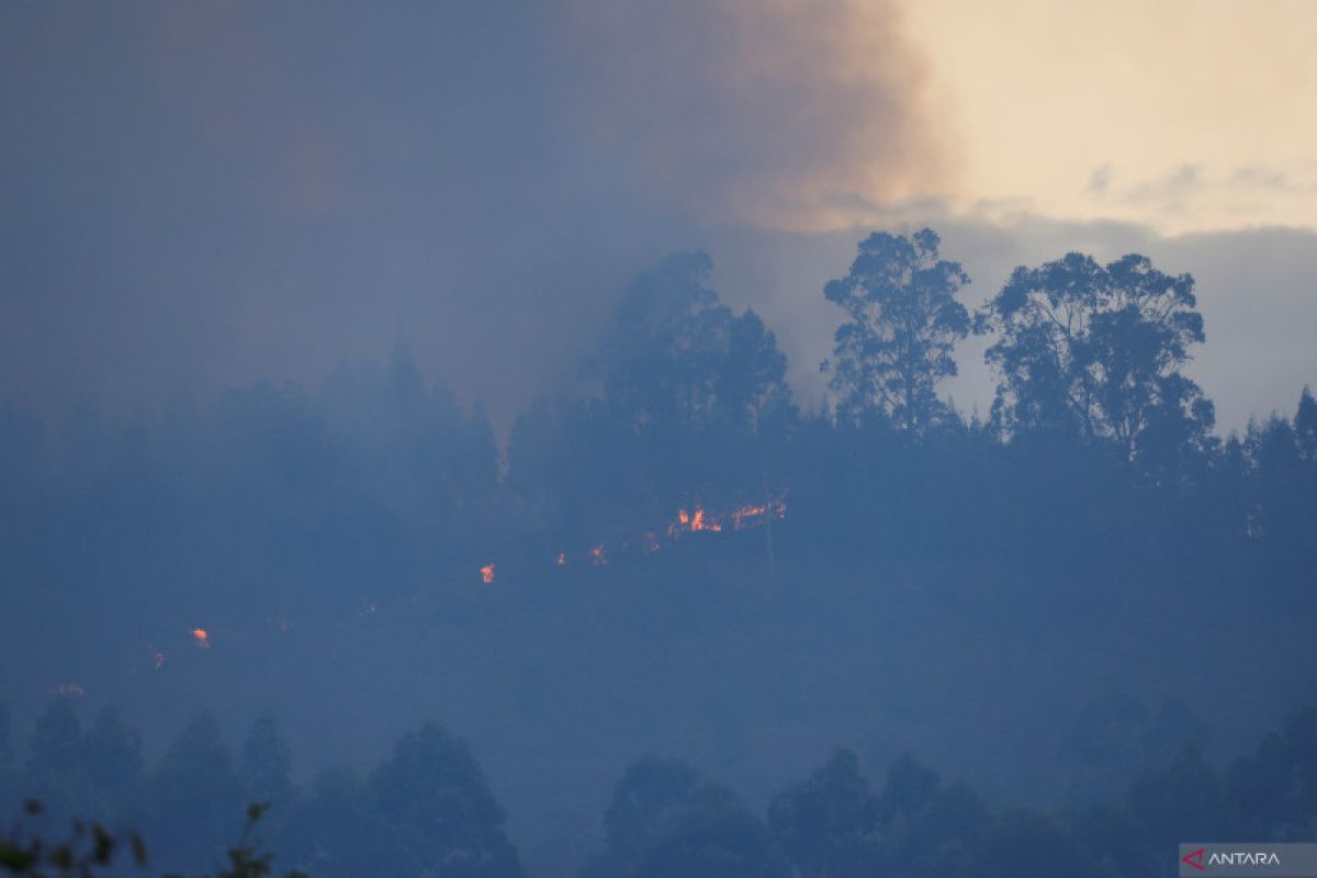 Kebakaran hutan di Sopela, Spanyol. - ANTARA News