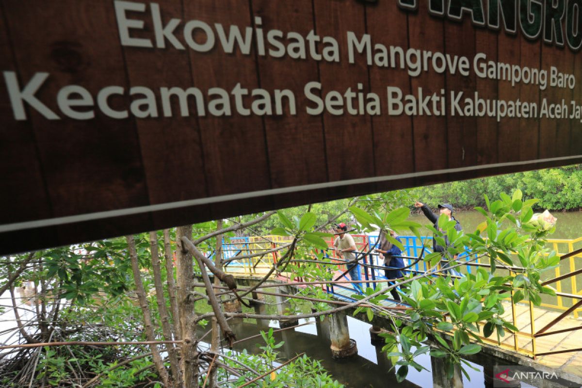Pengembangan ekowisata mangrove Aceh Jaya - ANTARA News