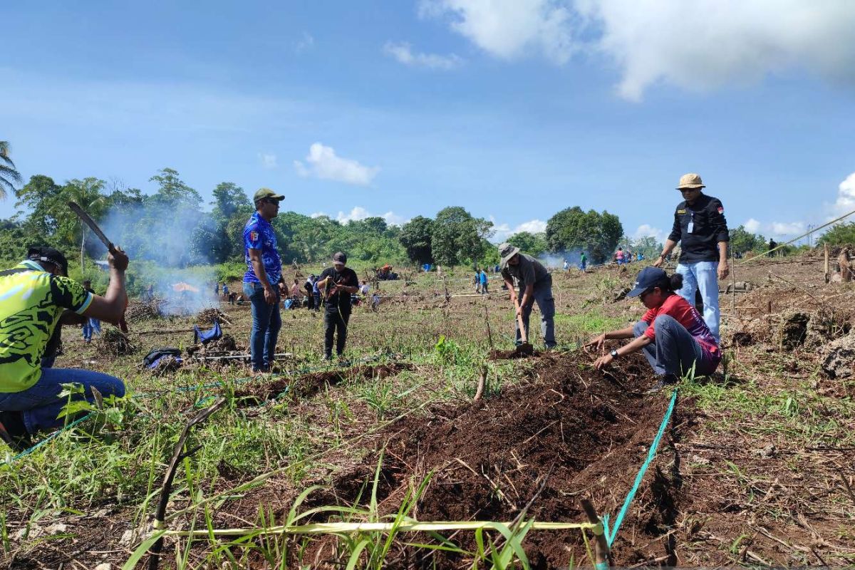 ASN Papua Barat garap kebun demplot dukung ketahanan pangan - ANTARA ...
