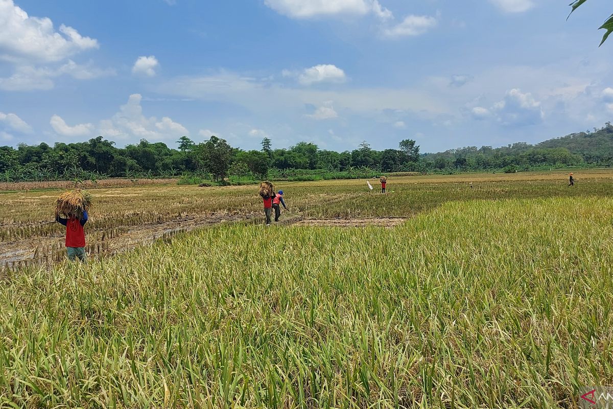 SRP untuk solusi alternatif pertanian di Indonesia - ANTARA News