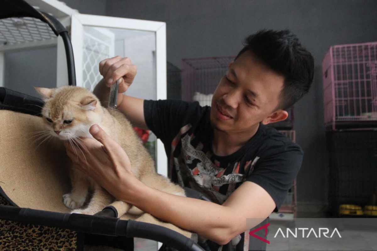 Peternak kucing ras di Malang - ANTARA News