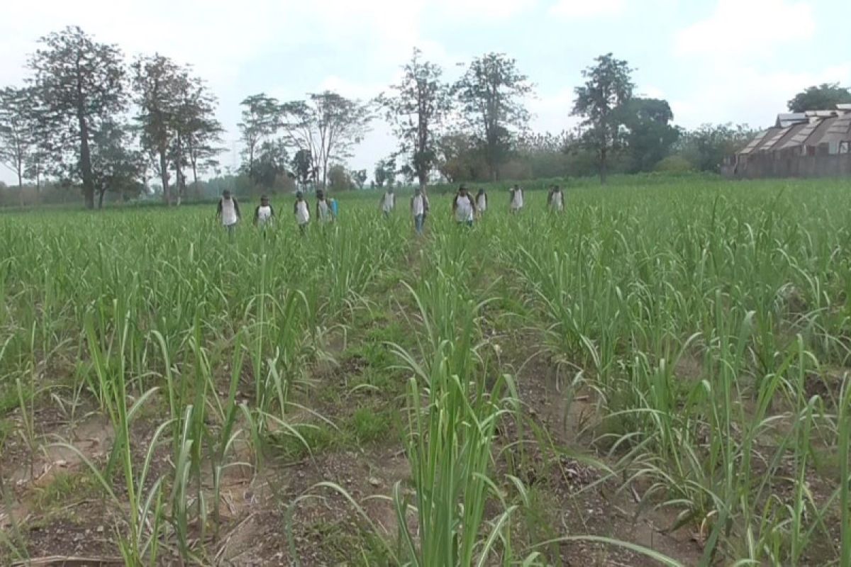Produksi gula dan tebu di Jawa Timur tertinggi nasional - ANTARA News