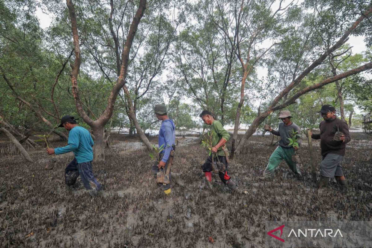 Upaya menahan laju abrasi dengan tanam pohon mangrove di pesisir pantai - ANTARA News