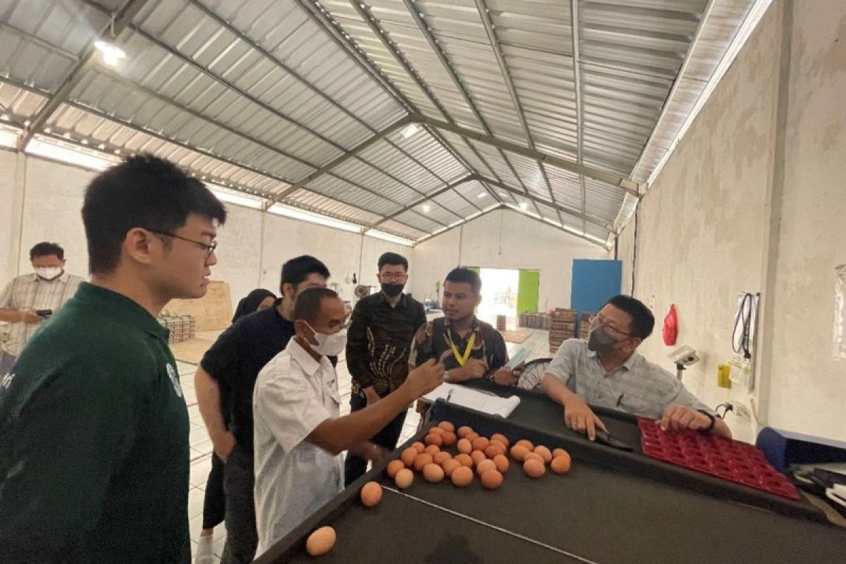 FTUI ciptakan alat sortir telur otomatis untuk tingkatkan produktivitas ...