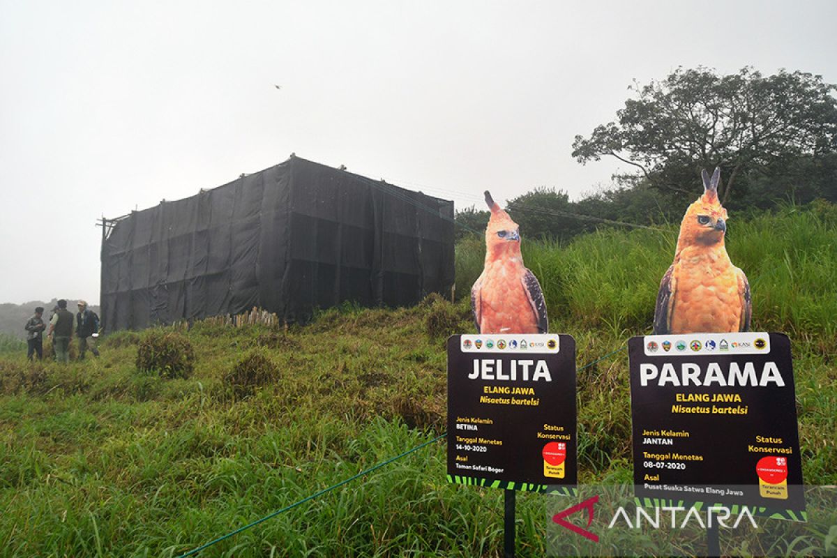 Pelepasliaran elang Jawa di Taman Safari Indonesia - ANTARA News