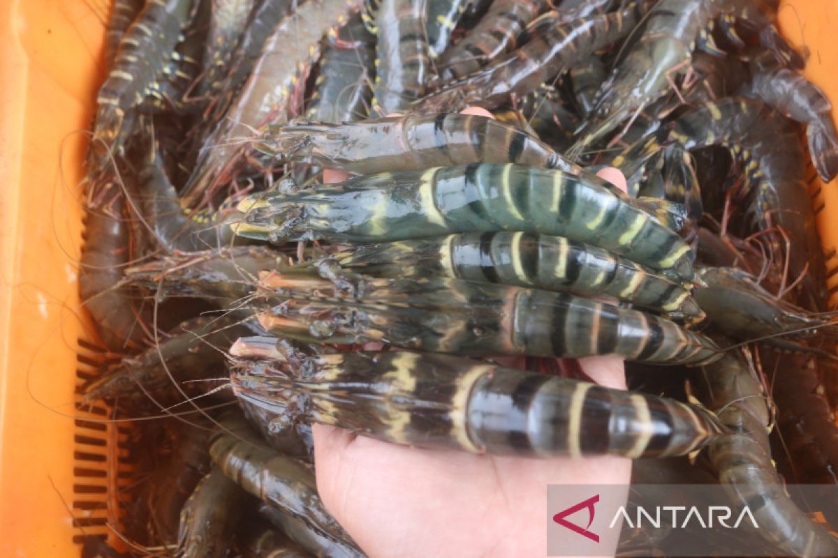 KKP dorong pengembangan udang windu melalui pentokolan - ANTARA News