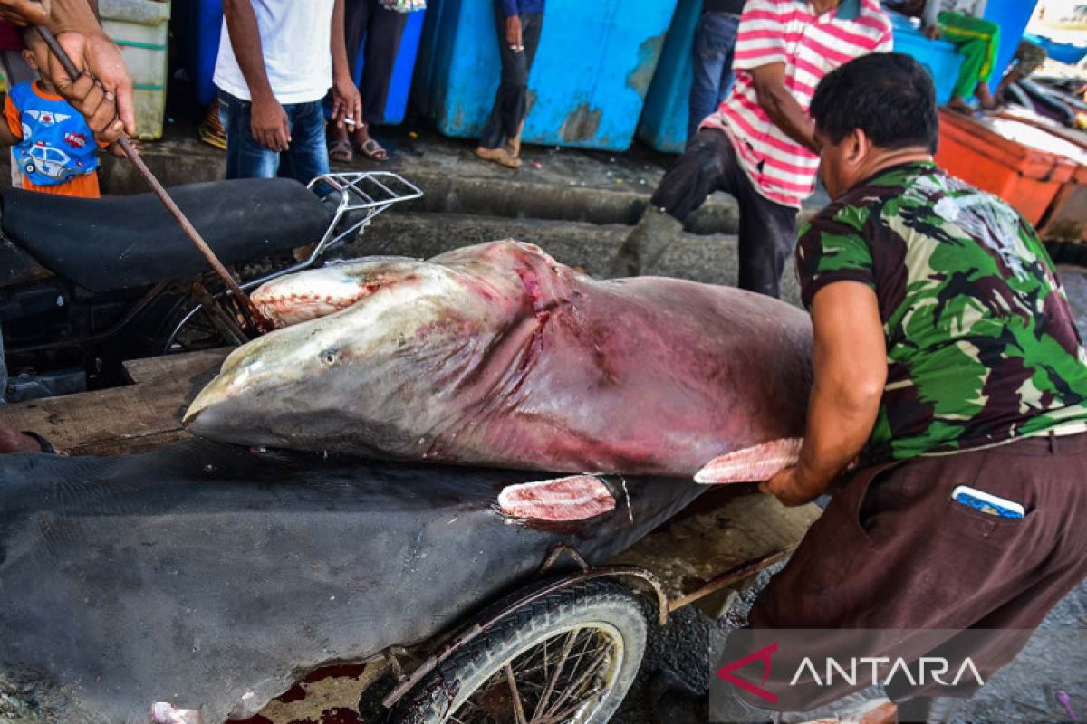 Aturan ketat perdagangan ikan hiu - ANTARA News