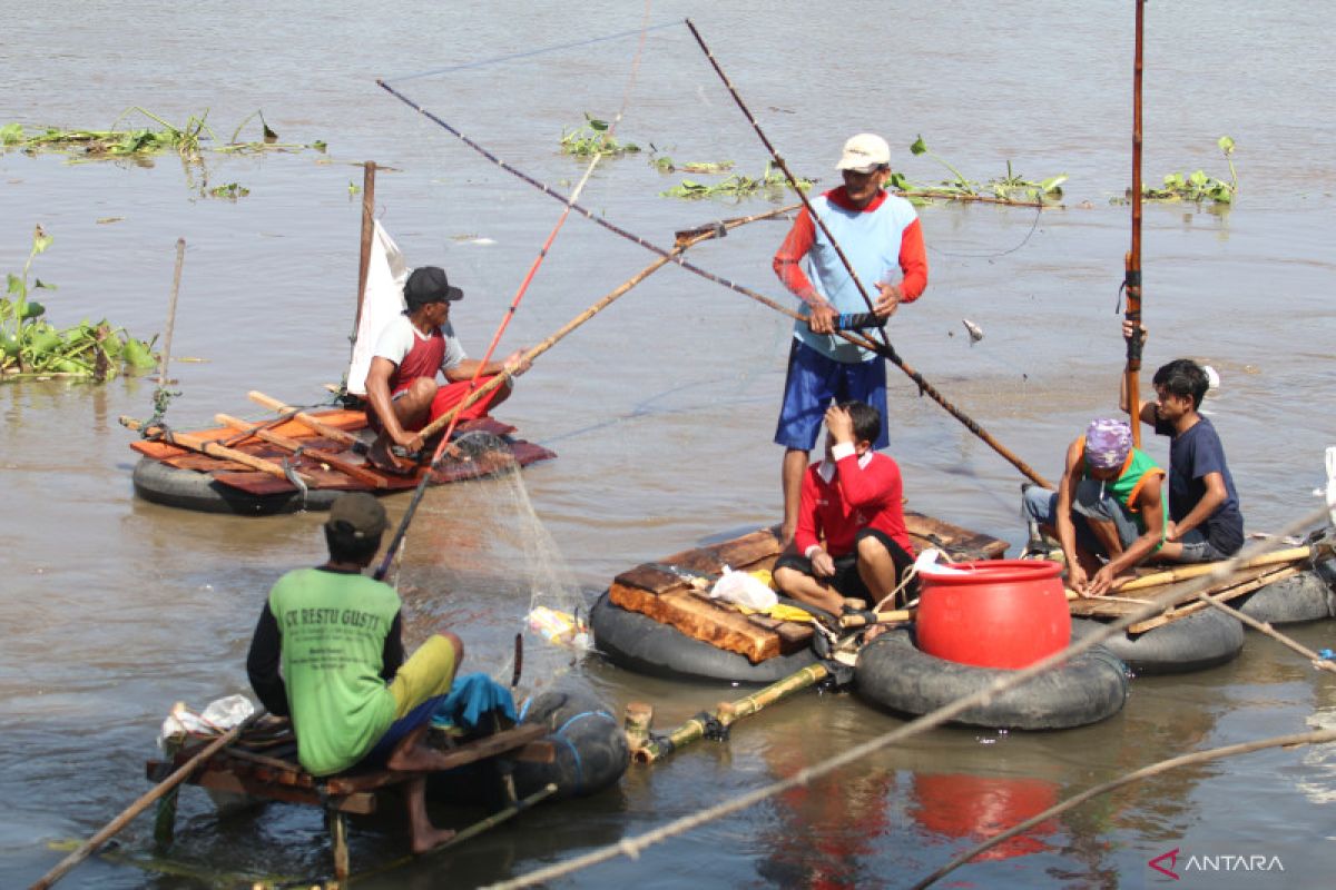 Musim ikan mabuk di Sungai Brantas - ANTARA News