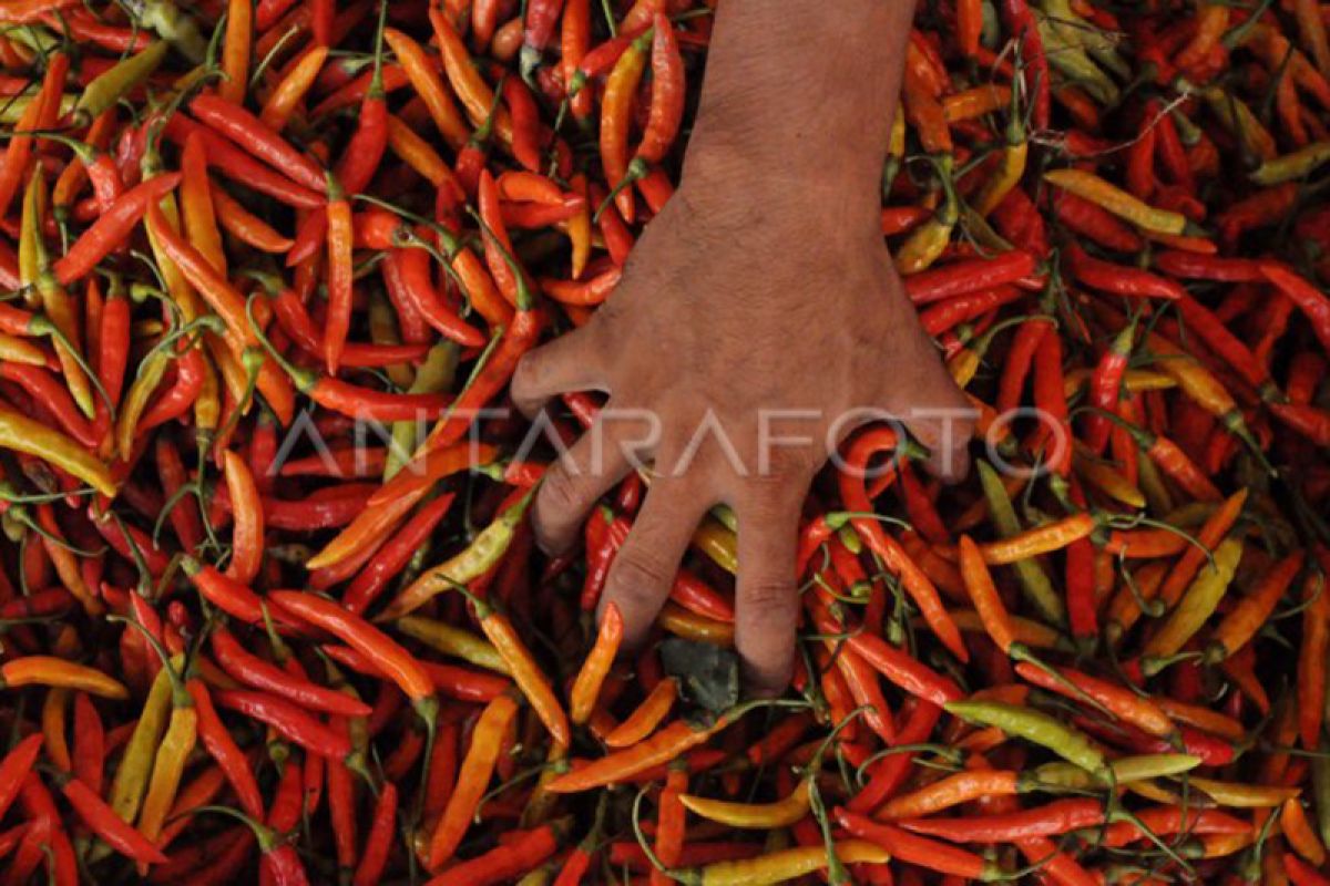 Harga Cabai Rawit Merah di Bengkulu Naik - ANTARA News Bengkulu