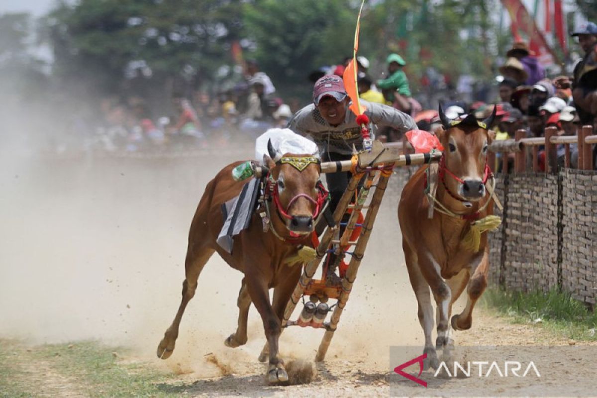 Karapan sapi piala KASAD - ANTARA News