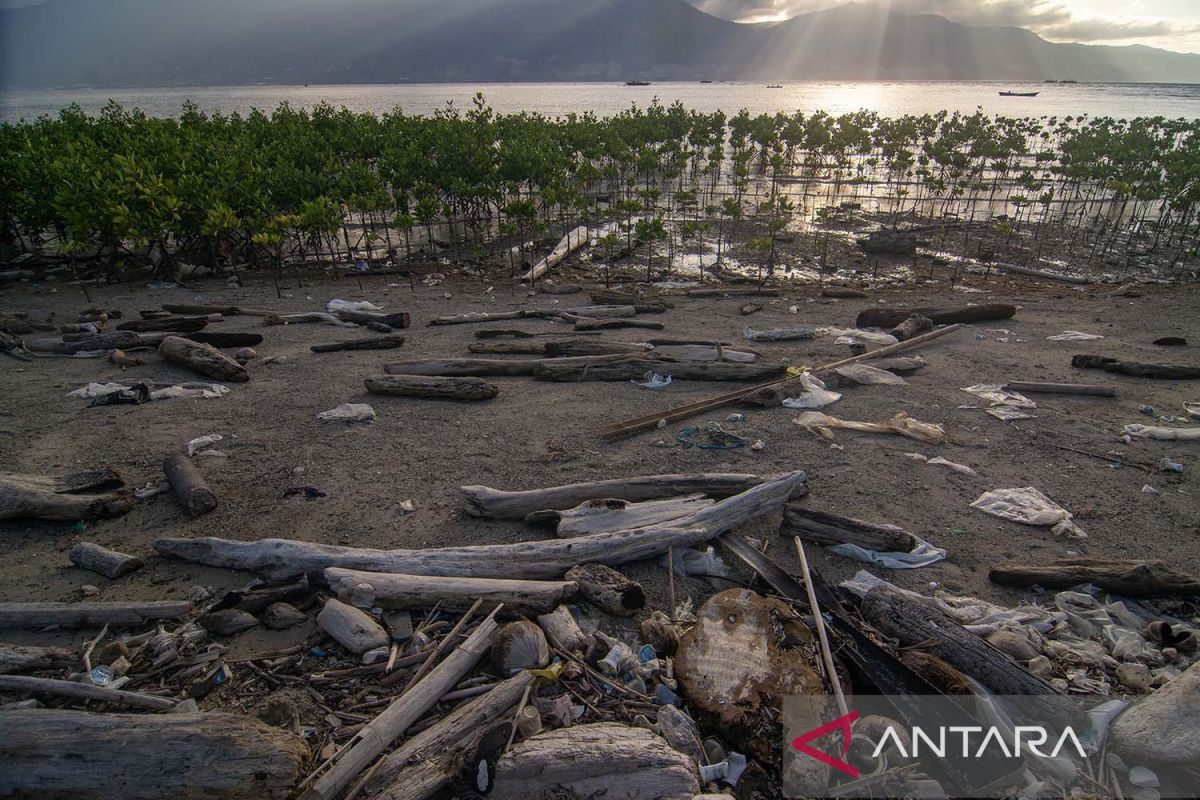 Sampah jadi ancaman konservasi mangrove di Teluk Palu - ANTARA News