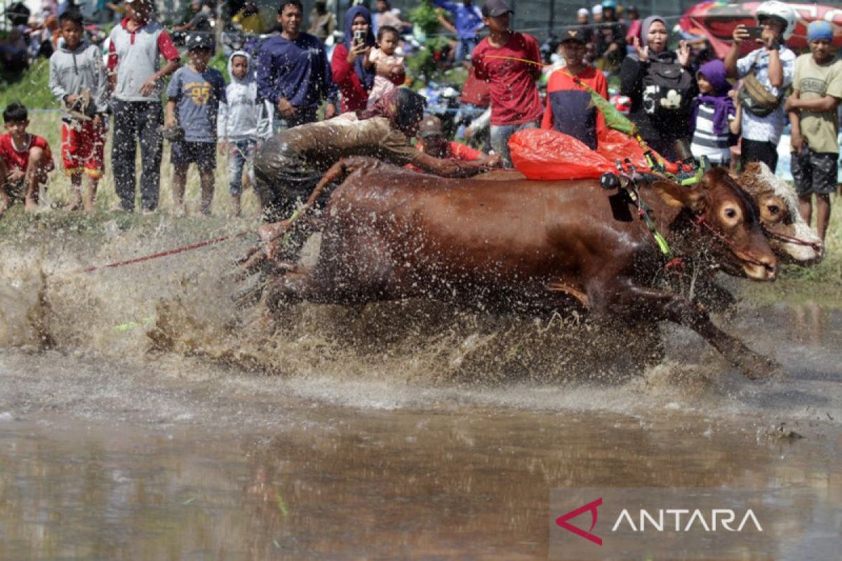 Karapan sapi brujul di Probolinggo - ANTARA News