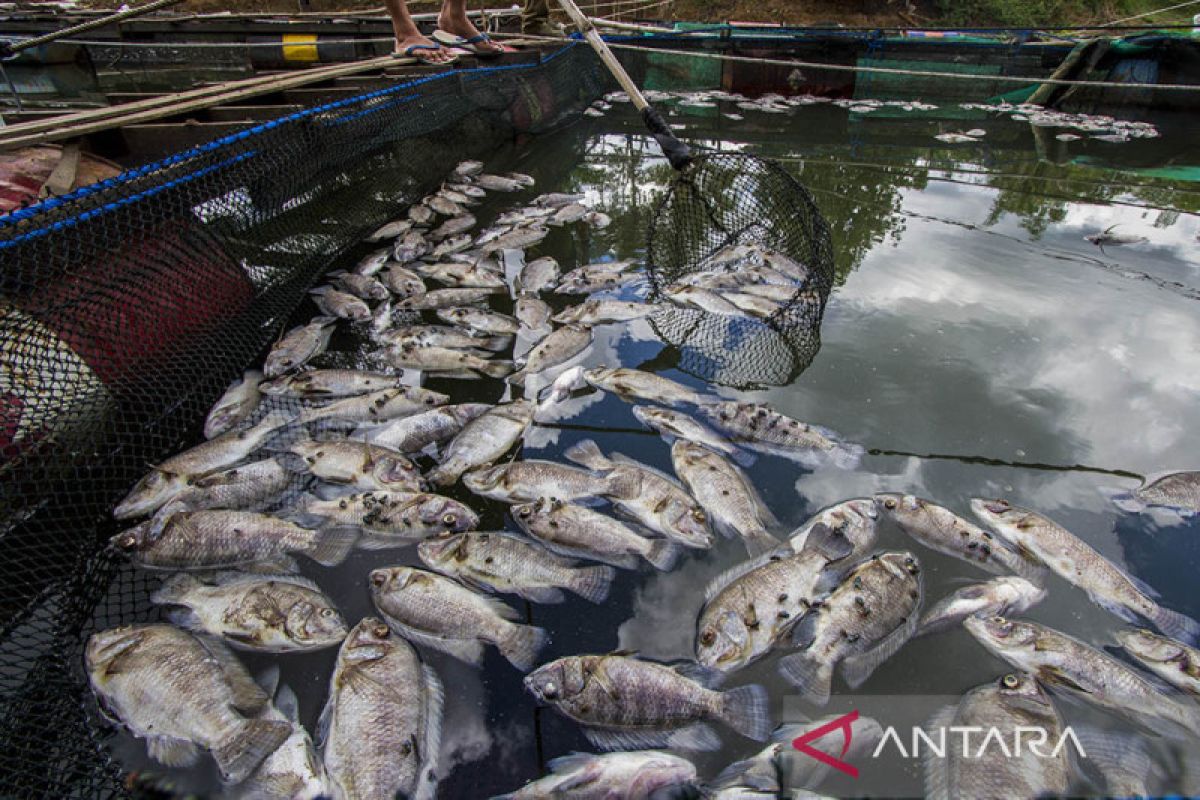 Belasan ton ikan mati akibat musim kemarau di Kalsel - ANTARA News