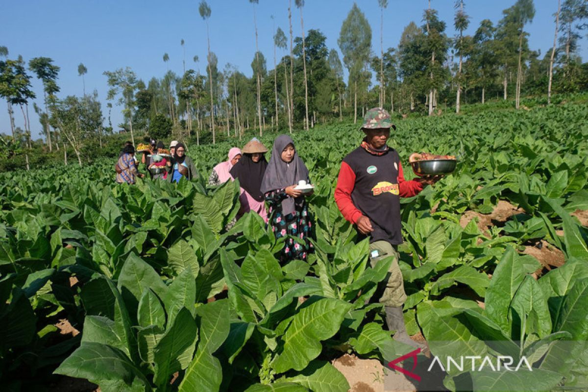 Petani tembakau awali panen dengan doa Miwiti Mbako - ANTARA News