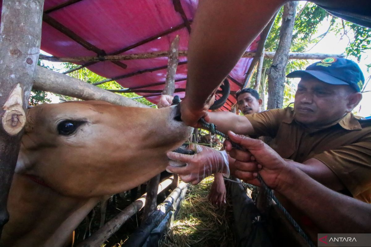 Syarat-syarat hewan kurban menurut syariat Islam - ANTARA News