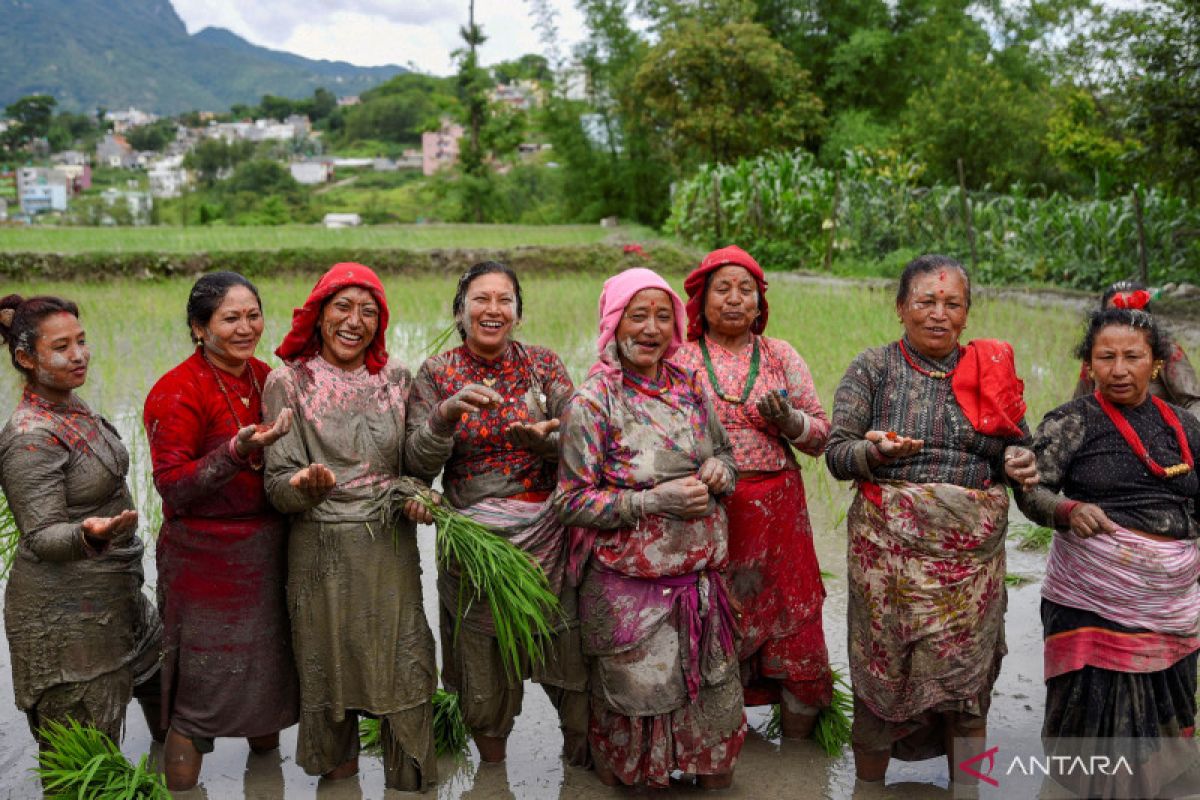 Hari Padi Nasional di Nepal - ANTARA News