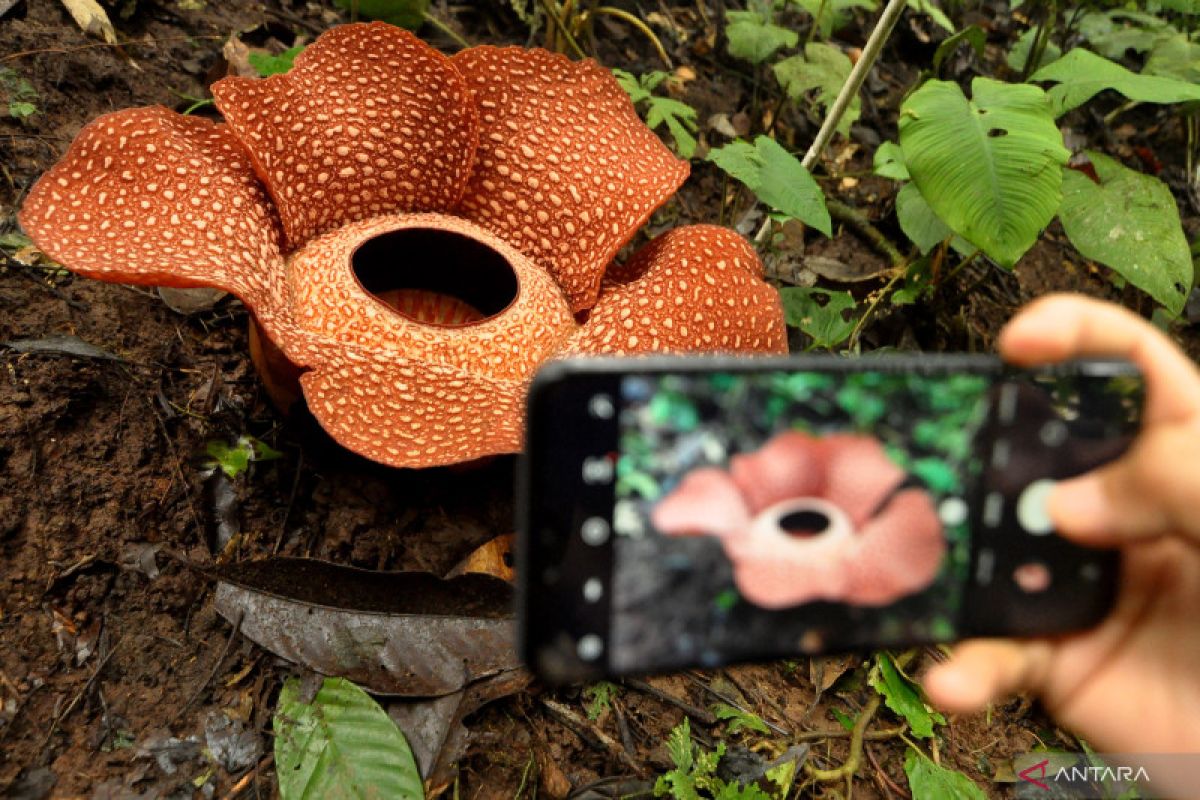 Bunga Rafflesia Arnoldi mekar di Kabupaten Kepahiang, Bengkulu - ANTARA ...