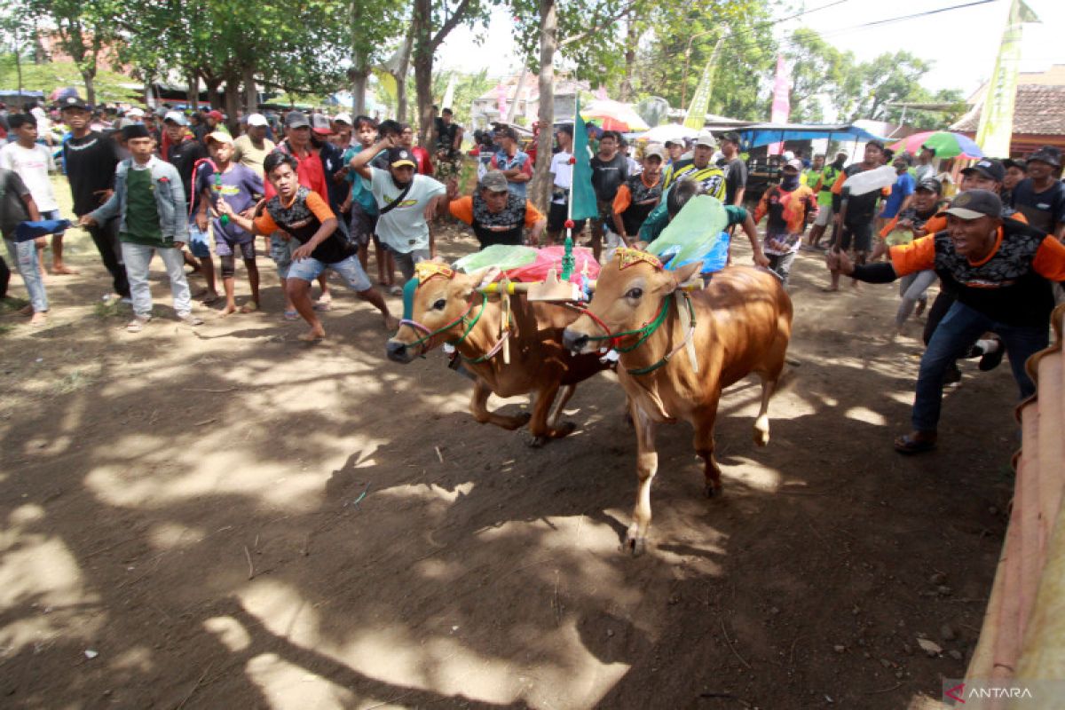 Karapan sapi merah di Probolinggo - ANTARA News