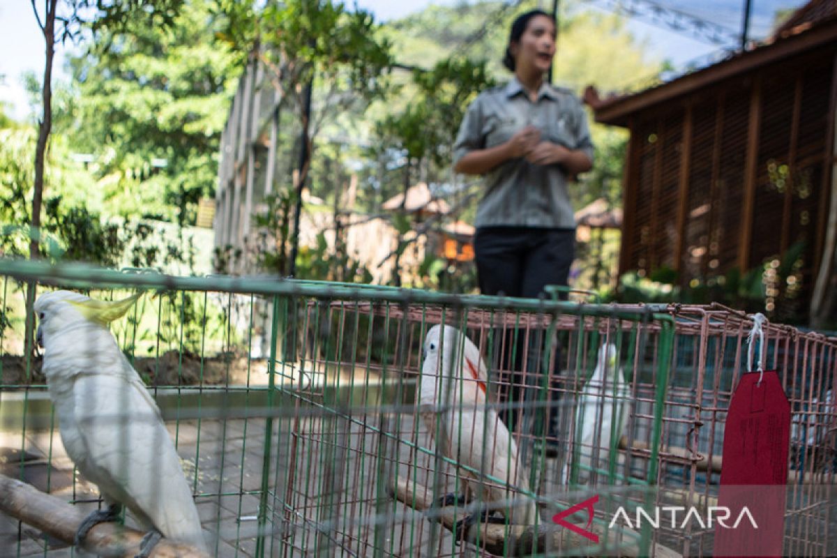 Kasus perdagangan satwa dilindungi - ANTARA News