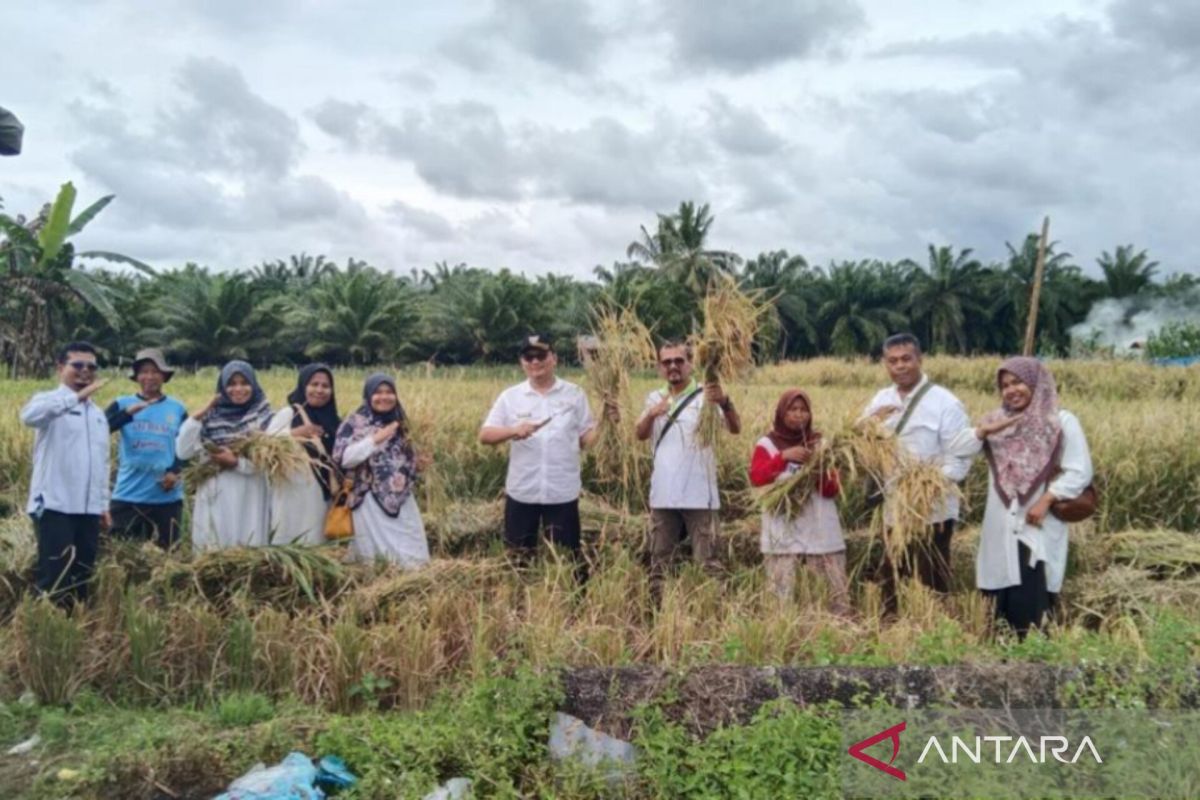 Produksi padi Januari-Juni di Pasaman Barat capai 54.670 ton - ANTARA Sumbar