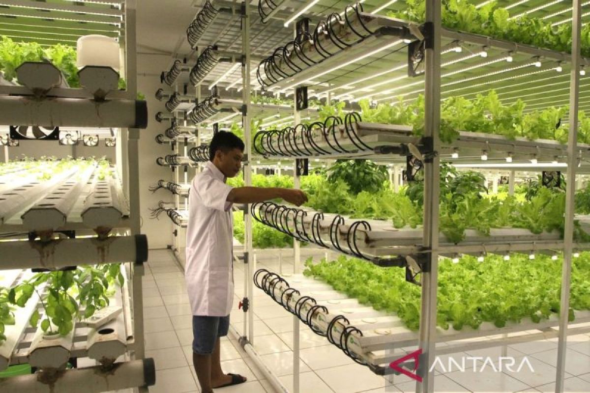 Kebun pertanian hidroponik dalam ruangan - ANTARA News