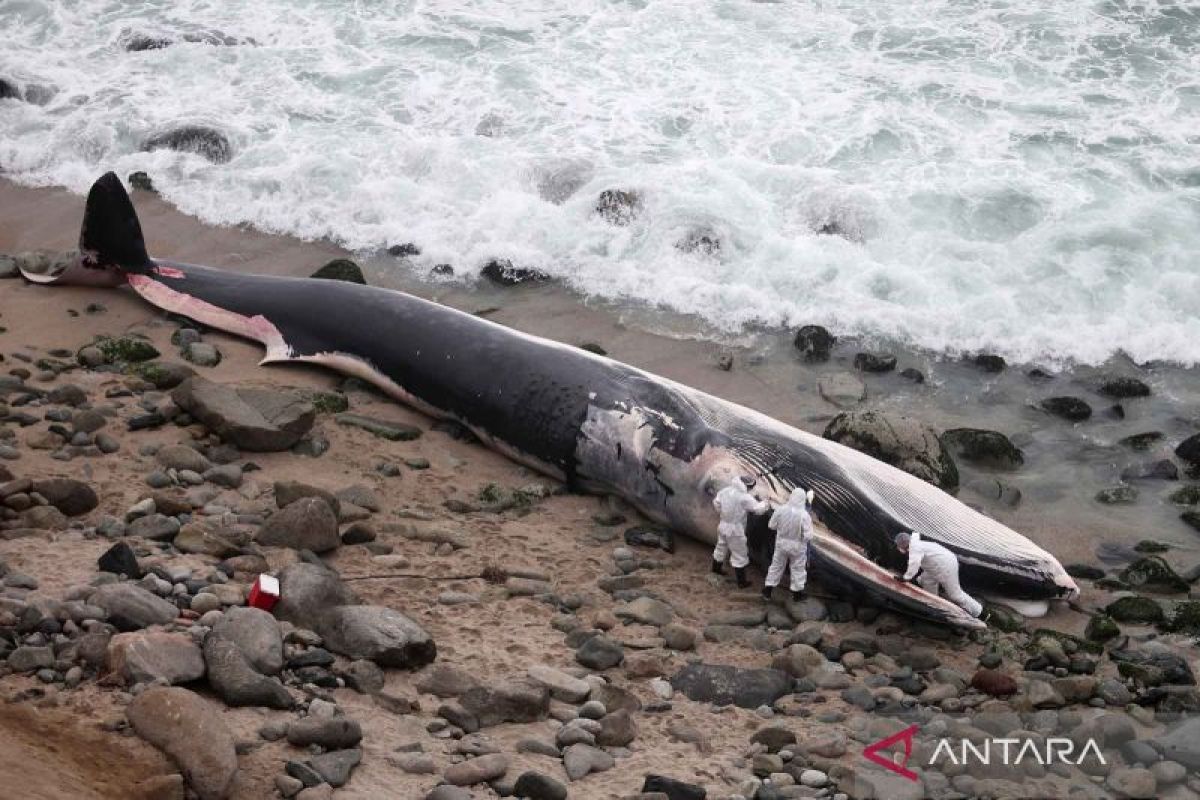 Ilmuwan teliti paus mati terdampar di pantai Peru - ANTARA News