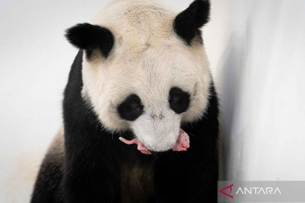 Pertama kalinya bayi panda lahir di Rusia - ANTARA News