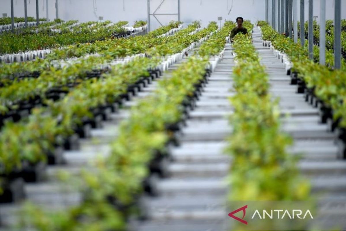 Perawatan bibit tanaman di Persemaian Mentawir - ANTARA News